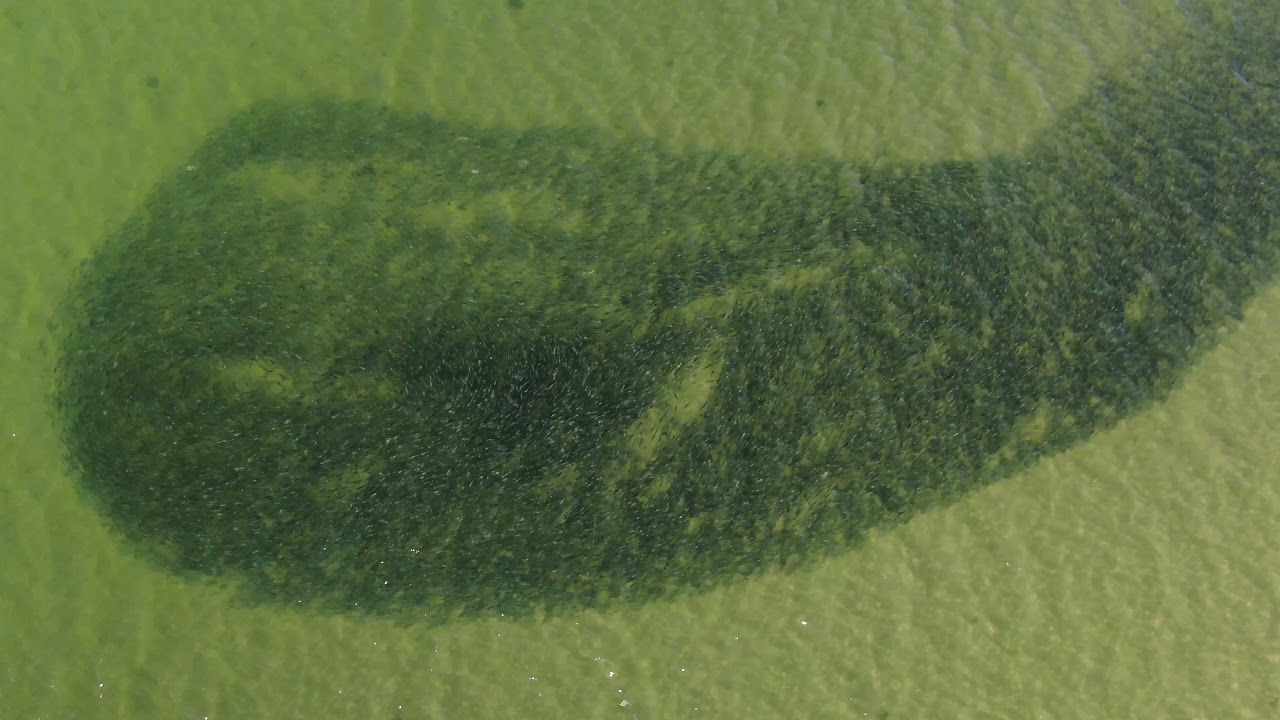 March Madness: Menhaden Edition - Moldy Chum - Fishing Fly Tackle