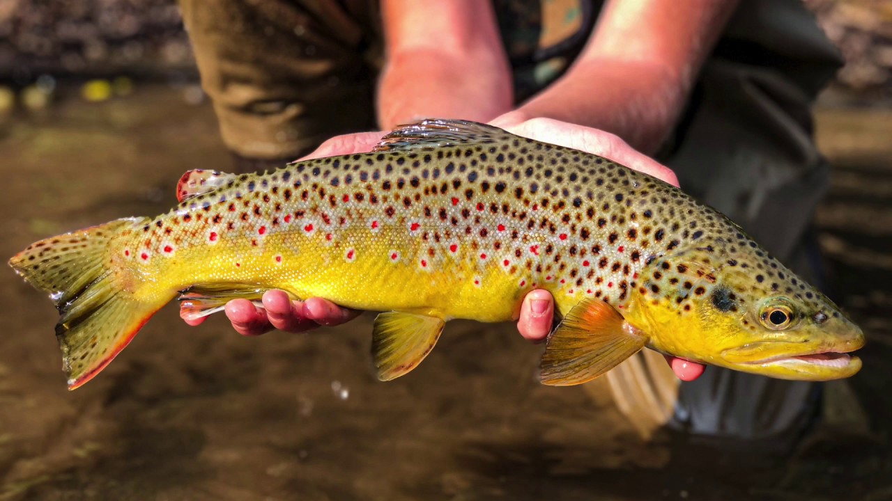 Basic European Nymphing Line and Leader Setup with George Daniel ...