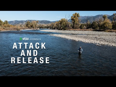 Attack and Release - Moldy Chum - Fishing Fly Tackle