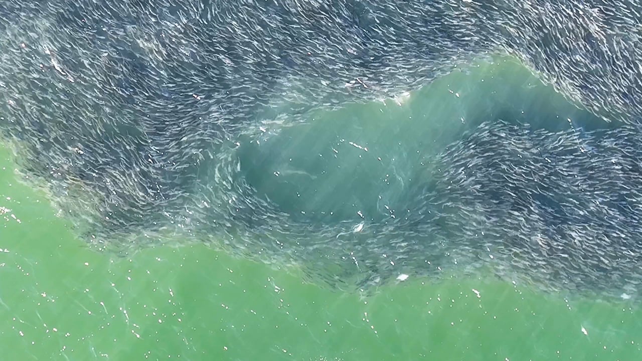 Bait Ball Madness - Moldy Chum - Fishing Fly Tackle