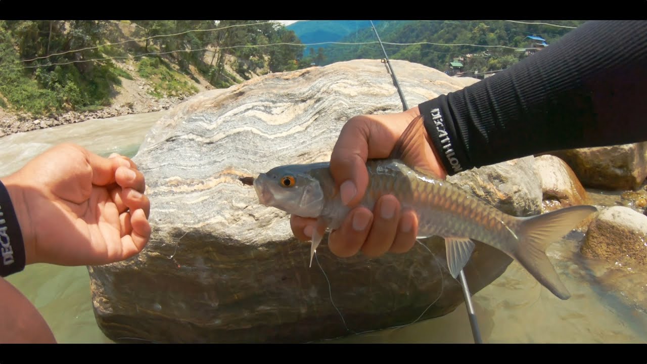 Nymphing for copper mahseer at Teesta river Singtam on a mono rig ...